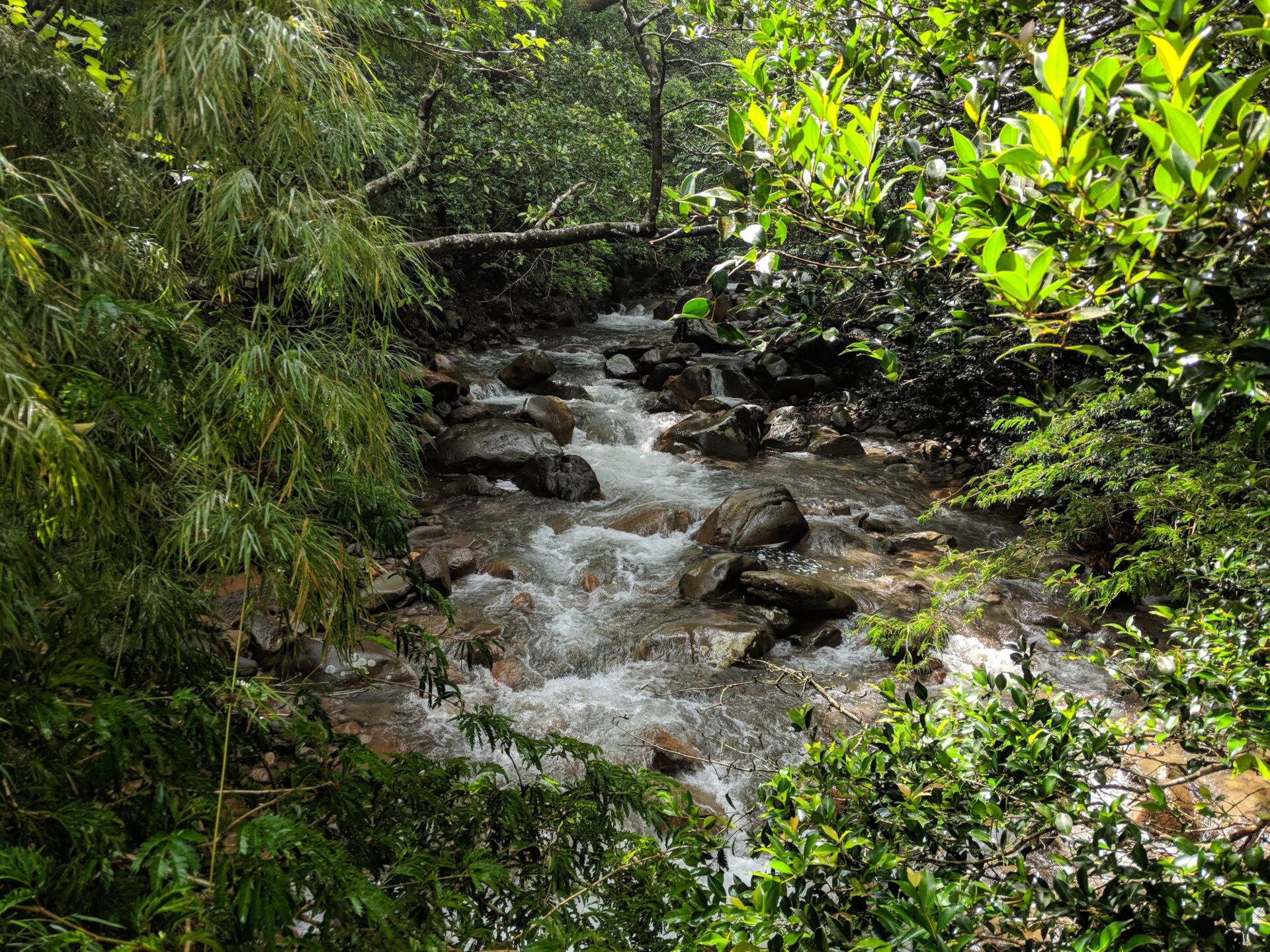 The Amazing World of Insect Disguises: Camouflage Unveiled! - Wandering ...