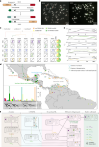 Graph pan-genome illuminates evolutionary trajectories and agronomic ...